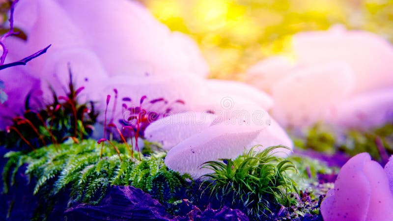 Colorful fungi stock photo. Image of trees, shallow, mushrooms - 44286052