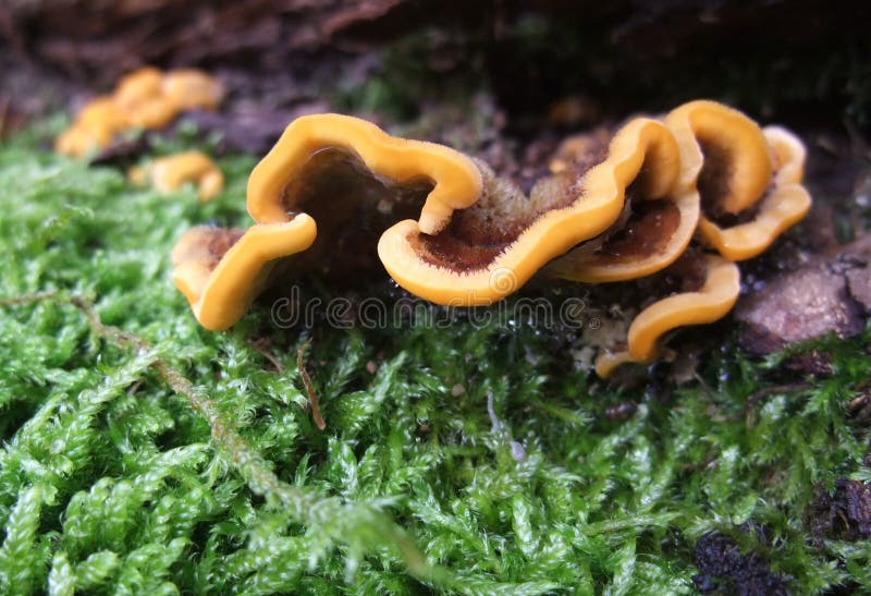Colorful fungus detail stock photo. Image of crop, mycology - 21206670