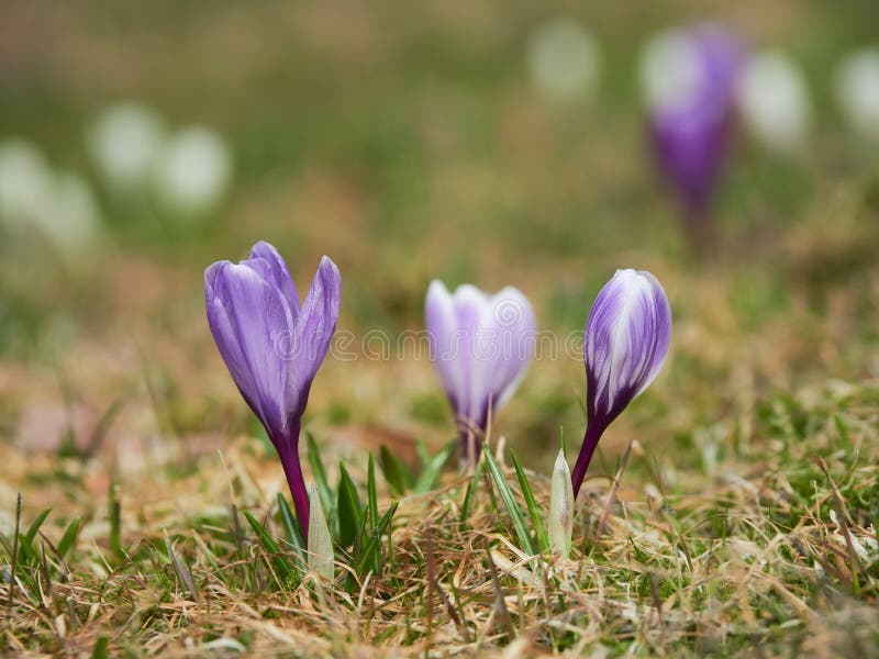Colorful Garden Crocuses in Spring. Stock Image - Image of bloom ...
