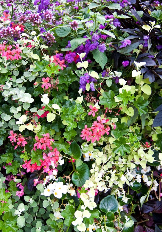 Lots of Colorful Pretty Little Garden Flowers. Stock Image - Image of ...