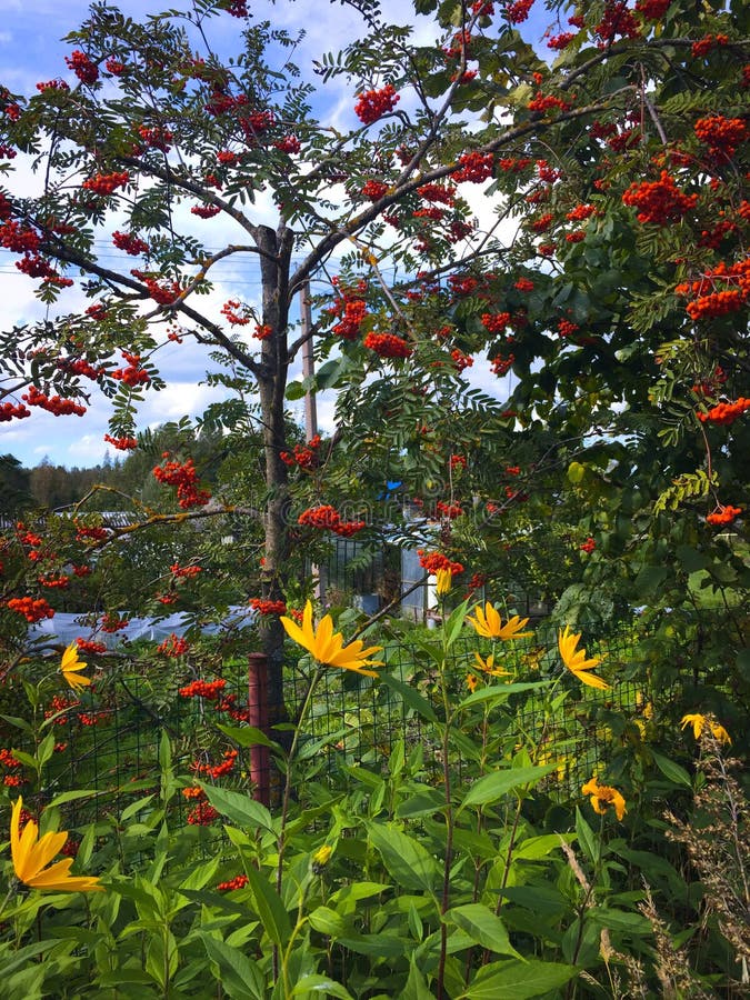 Colorful garden stock photo. Image of rowan, harvest - 78334976