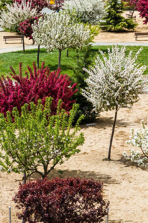 Colorful garden with trees stock image. Image of maple - 55256669