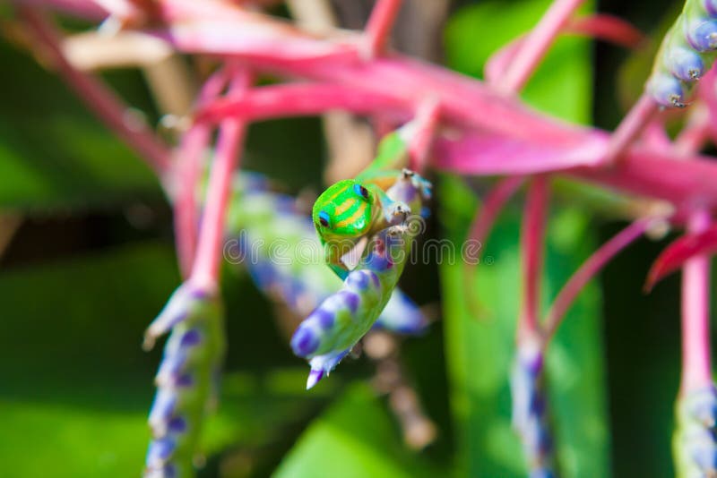 Colorful gecko stock photo. Image of green, endangered - 53794946