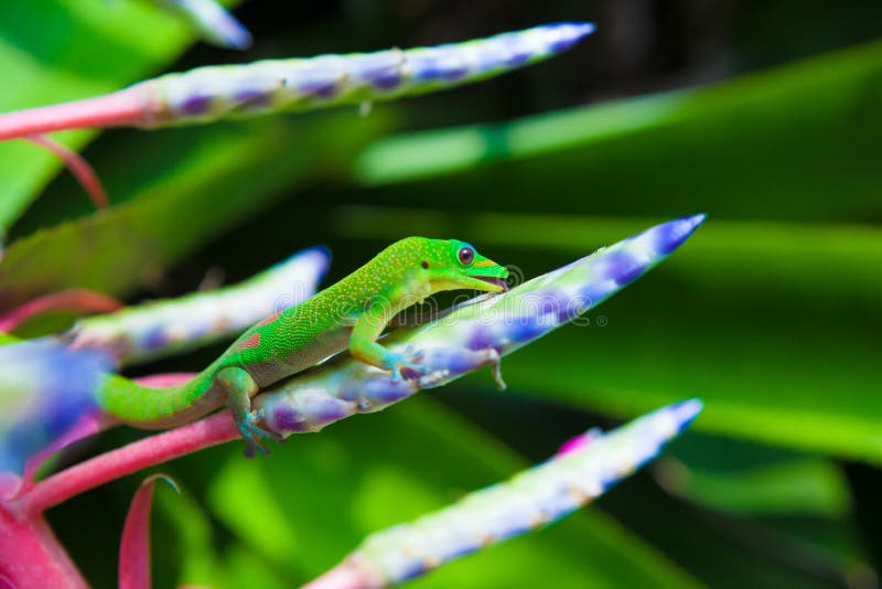 Colorful gecko stock photo. Image of green, amazing, bromeliad - 54041150