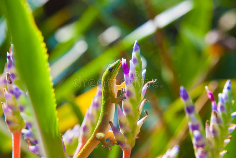 Colorful gecko stock image. Image of botanical, hawaii - 53795031