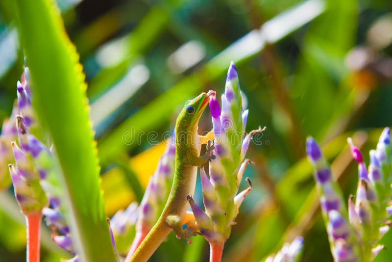 Colorful gecko stock image. Image of growth, botany, curiosity - 54127607