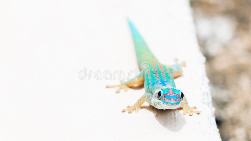 Colorful Gecko Looking at the Camera Stock Image - Image of tropical ...