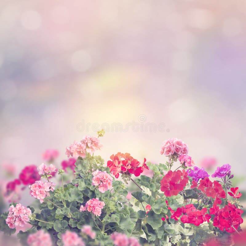 Colorful Geranium Flowers in the Garden Stock Image - Image of geranium ...