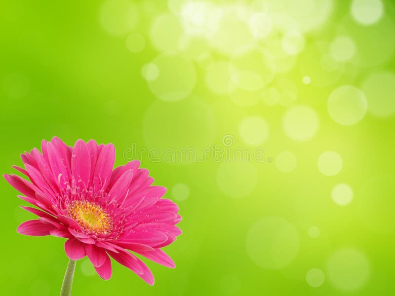 Spring gerber flower stock image. Image of pink, plant - 17838631