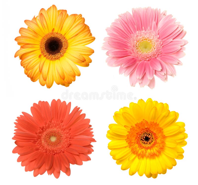 Colorful Gerbera stock photo. Image of beauty, growth - 7677662