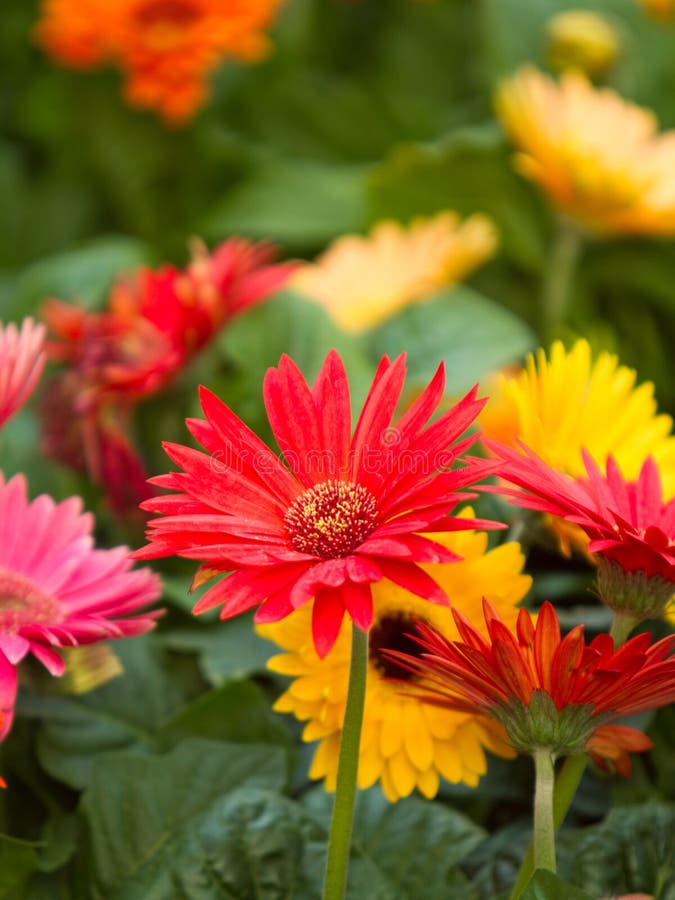 Colorful Gerbera Daisies during Spring Stock Photo - Image of spring ...