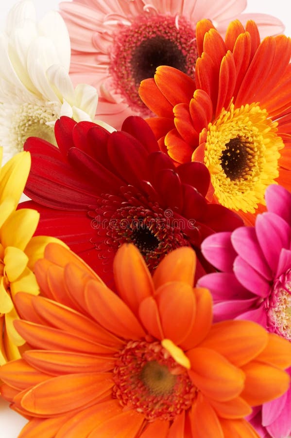 Colorful gerbera flowers stock photo. Image of romantic - 4370710