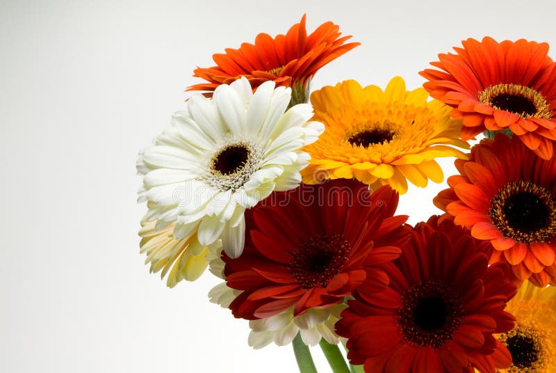 Gerbera daisies stock image. Image of green, gerbera, orange - 2525461