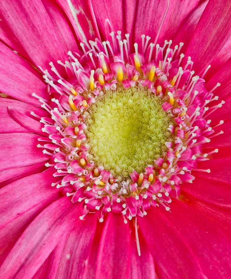 Germini Flower in Pink. Solo Flower, Front View in Close-up, the ...