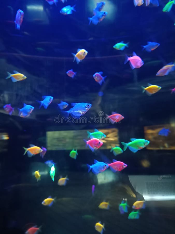 Colorful Glowing Fish in the Aquarium Stock Image - Image of glowing ...