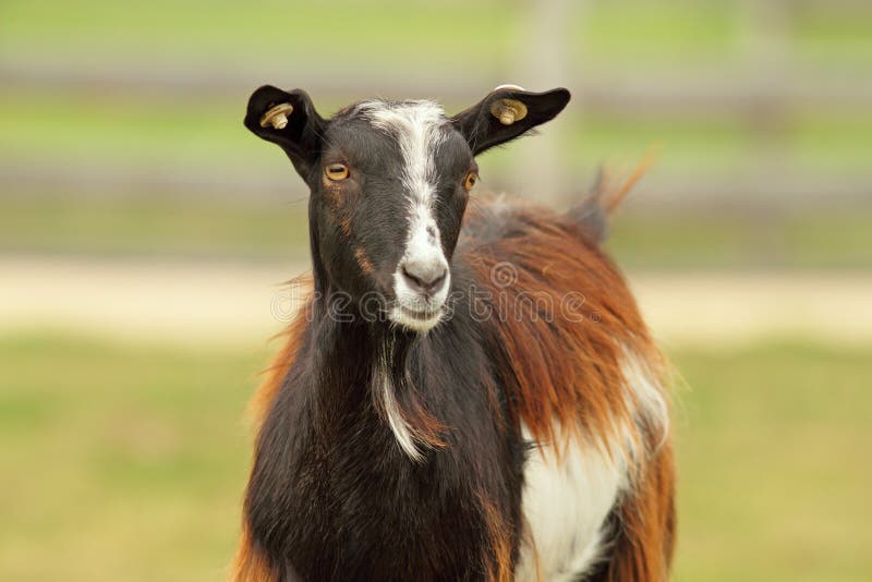 Colorful goat stock image. Image of farm, head, horizontal - 33415079