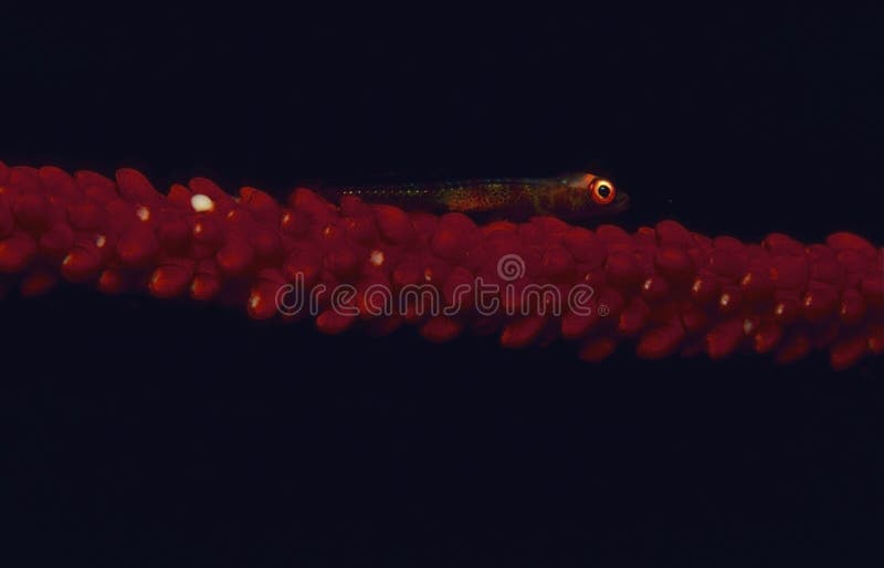 Colorful goby on coral stock photo. Image of color, water - 12524548