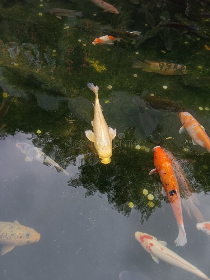 Colorful Gold and Orange Koi Fish in a Pond Stock Photo - Image of ...