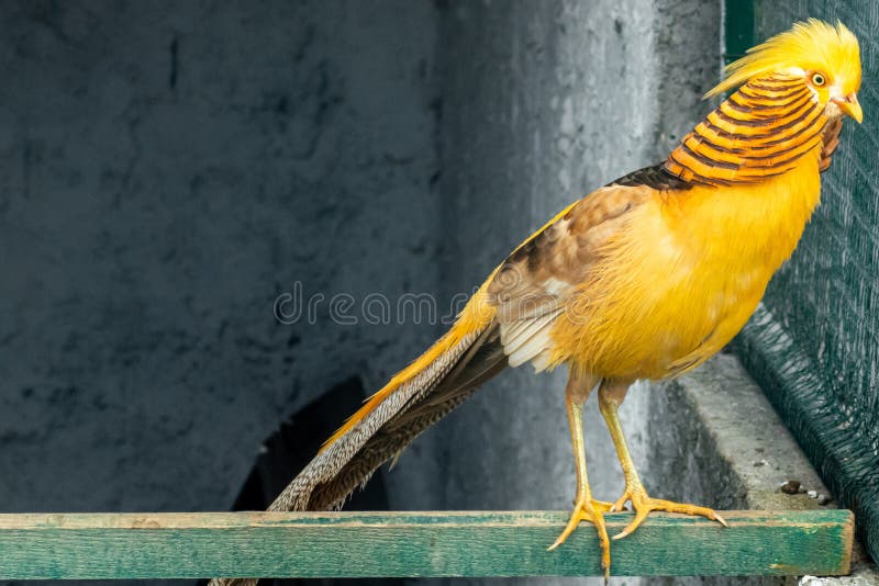 Colorful Golden Pheasant Standing Perch Stock Photos - Free & Royalty ...