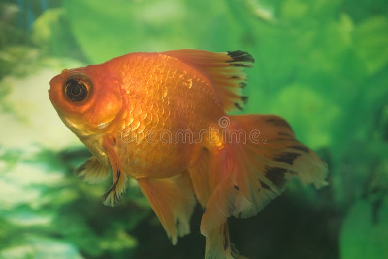 Colorful goldfish stock image. Image of fish, life, face - 7355667