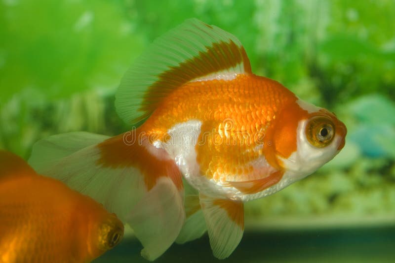 Colorful goldfish stock image. Image of hobby, fins, angelfish - 7354969