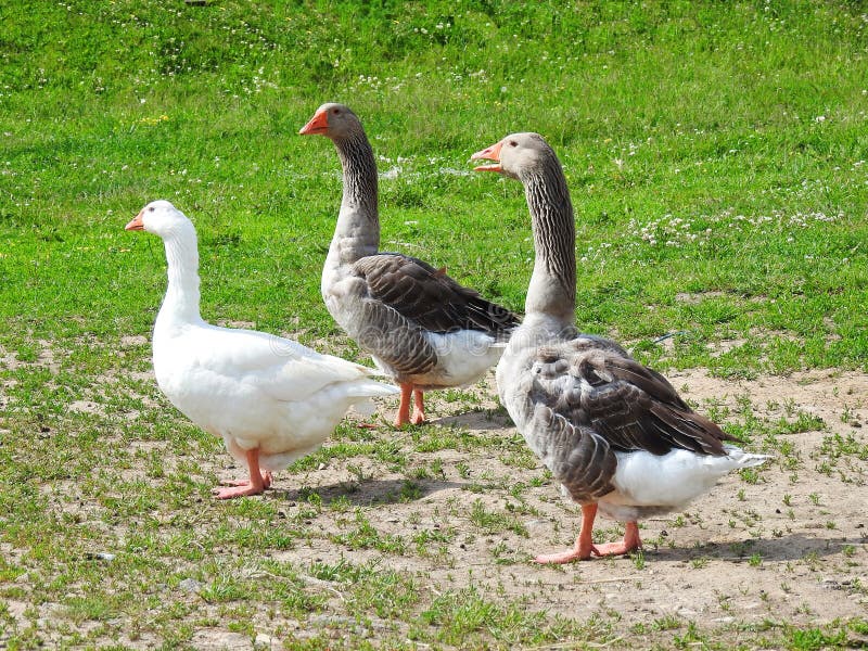 Colorful Goose on Grass, Lithuania Stock Photo - Image of black ...