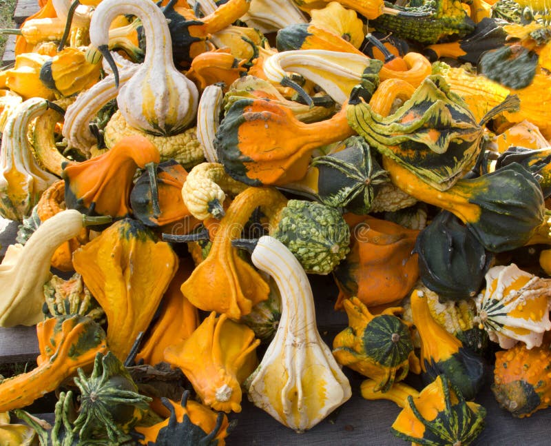 Colorful gourds stock image. Image of thanksgiving, squash - 27268277