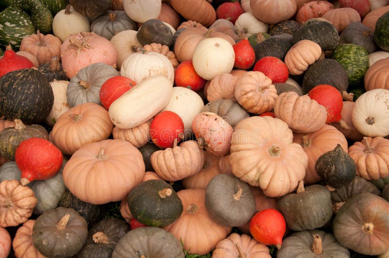 Colorful Gourds stock photo. Image of orange, decorative - 26533714