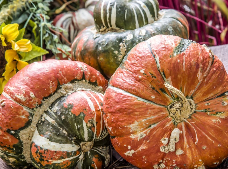 Colorful gourds stock image. Image of thanksgiving, squash - 27268277
