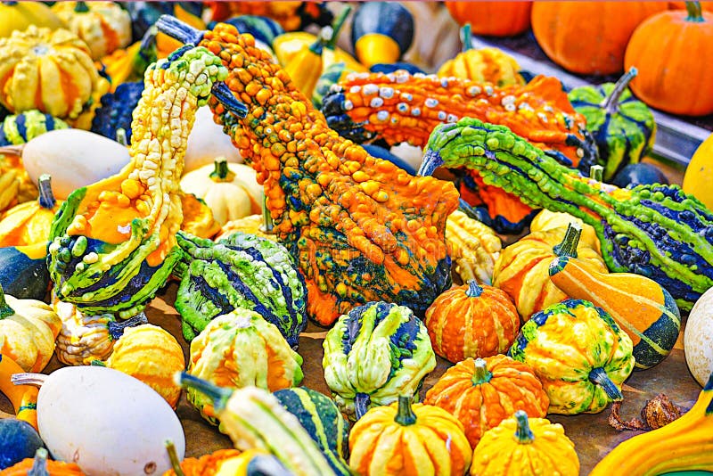 Colorful gourds stock image. Image of thanksgiving, squash - 27268277