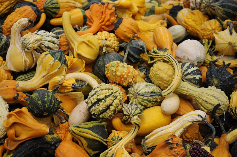 Colorful Gourds stock image. Image of three, surface - 46570243