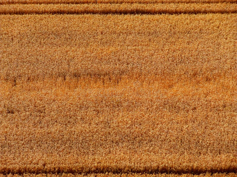 Colorful Grain Field Photography Stock Image - Image of harvest, light ...