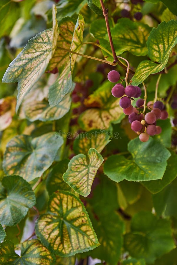 Colorful Grape Leaves in the Sunlight. Colorful Autumn Leaves ...