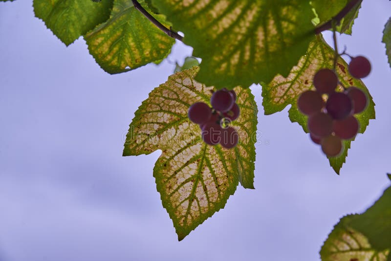 Colorful Grape Leaves in the Sunlight. Colorful Autumn Leaves ...