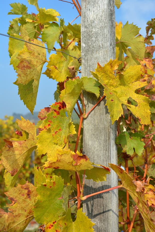 Colorful Grapevine Tree Leaves in Autumnal Season Stock Photo - Image ...