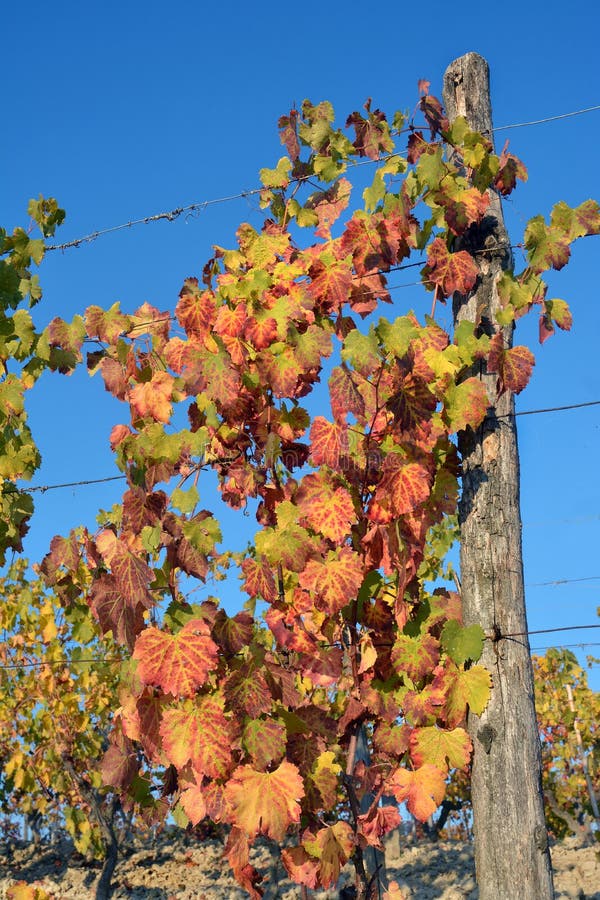 Colorful Grapevine Tree Leaves in Autumn Season Stock Image - Image of ...