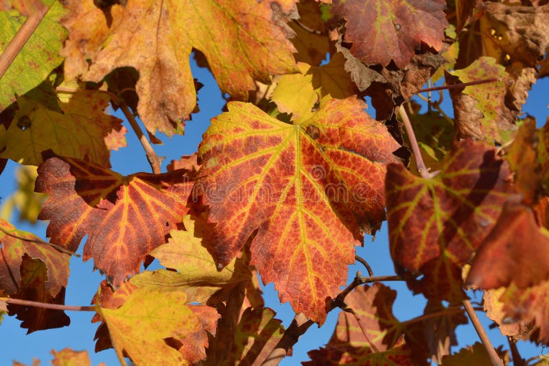 Colorful Grapevine Tree Leaves in Autumn Season Stock Photo - Image of ...