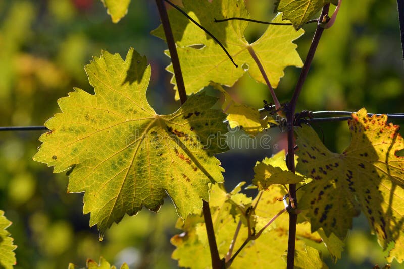 Colorful Grapevine Tree Leaves in Autumn Season Stock Photo - Image of ...