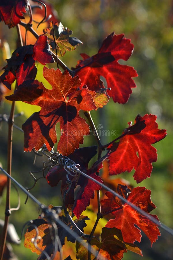 Colorful Grapevine Tree Leaves in Autumn Season Stock Image - Image of ...