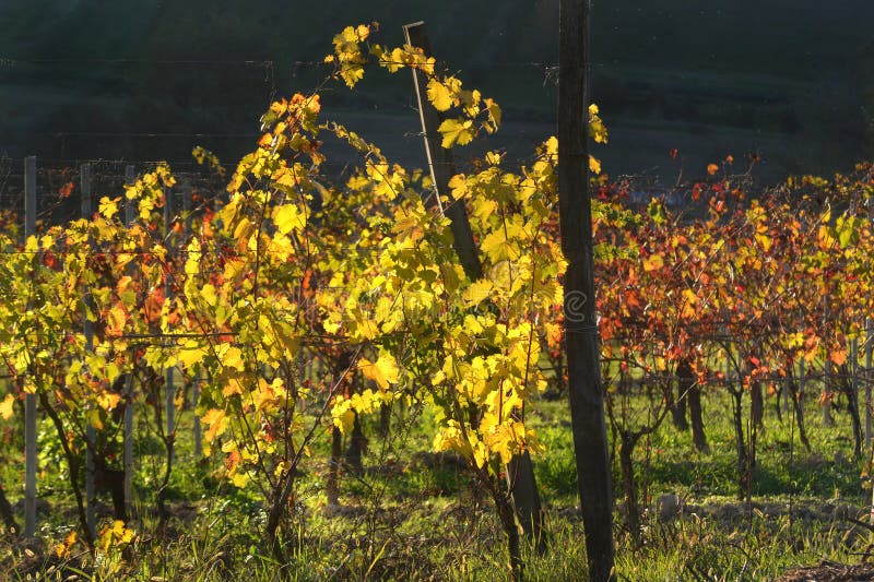 Colorful Grapevine Tree Leaves in Autumn Season Stock Photo - Image of ...