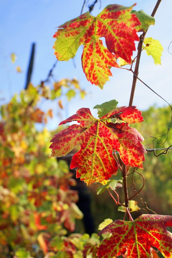 Colorful Grapevine Tree Leaves in Autumh Vineyards Stock Photo - Image ...