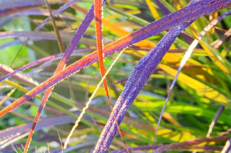 Colorful grass stock image. Image of stem, grass, drop - 11372137