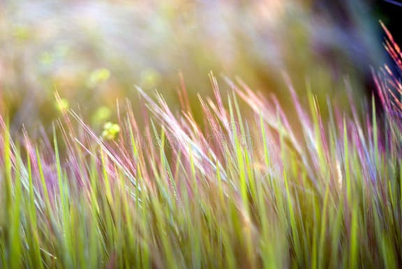 Colorful grass background stock image. Image of lush - 11373435