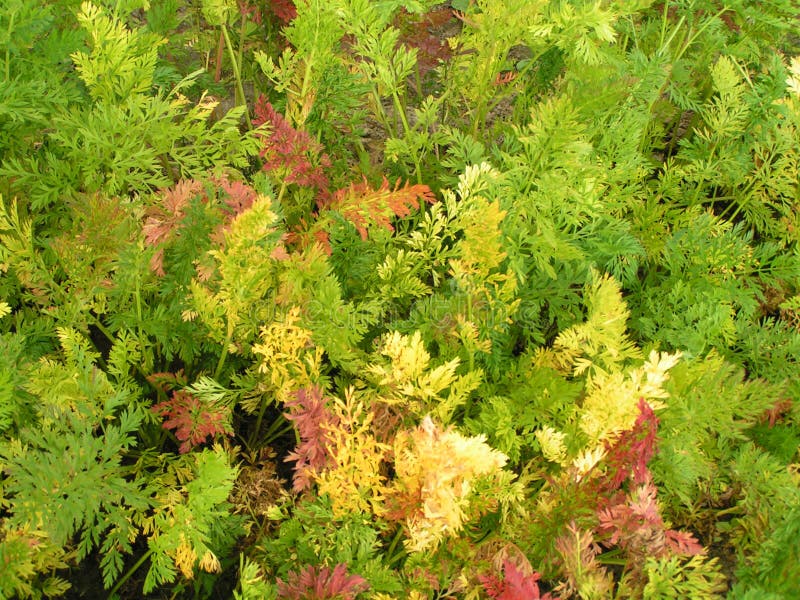 Colorful Grass Background Picture. Image: 630954