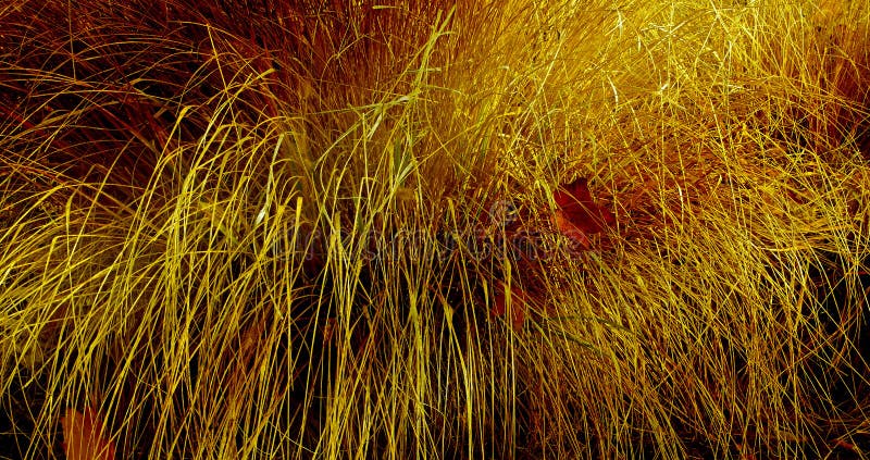 Colorful grass background stock photo. Image of multicolor - 159549358