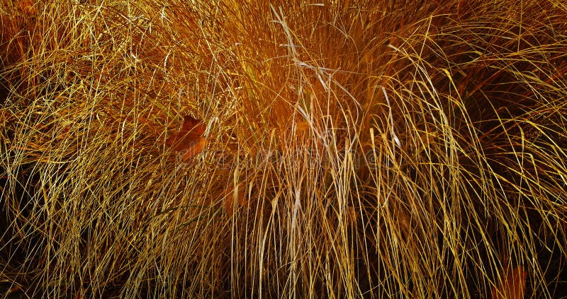 Colorful grass background stock image. Image of monochrome - 159549361