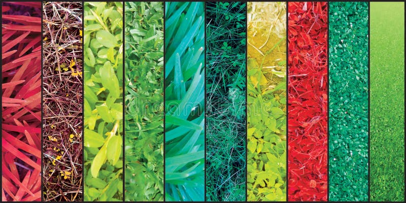 Colorful Grass Collage stock photo. Image of fresh, botanical - 128079744