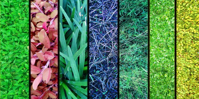Colorful Grass Collage stock photo. Image of fresh, botanical - 128079744