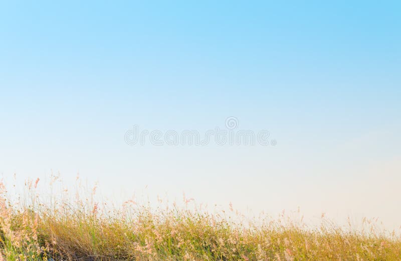 Colorful Grass Field Background Stock Image - Image of morning, orange ...