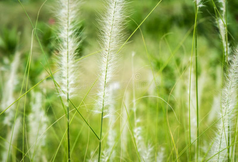 A Colorful Grass Flower and Light Photo Stock Image - Image of pattern ...